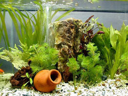 Steford Aqua Fish